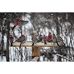 Premium Wild Bird Seed Mix - High Protein Bird Food for Outside Feeders - No Fillers, Includes Sunflowers, Safflower, Millet - Ideal for Cardinals, Songbirds & More - 25lbs