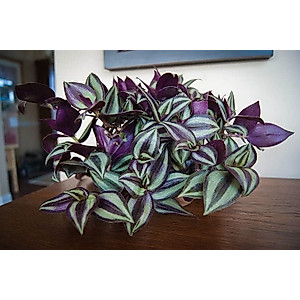 9 Purple Wandering Jew Cuttings, 4 Inc to 6 Inc Tall, Tradescantia Zebrina Plant, Inc Plant, No Root