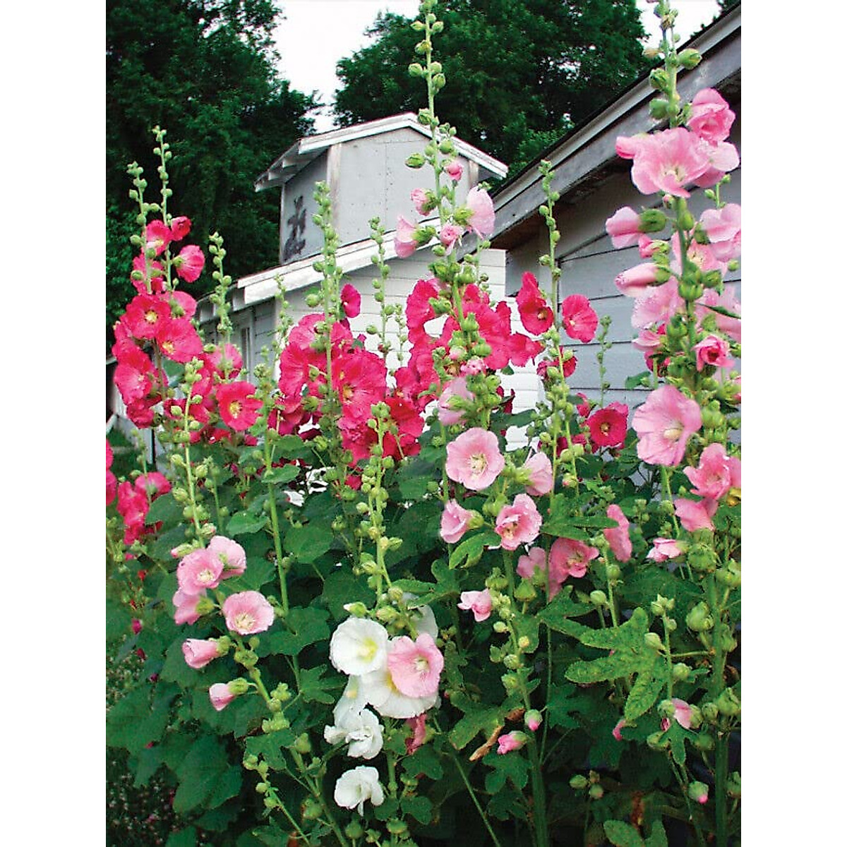 Summer Carnival Hollyhocks Seeds Alcea Rosea Rose Holly Garden Flower 50+