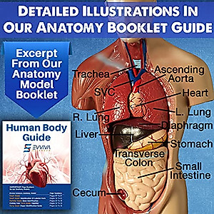 Evviva Sciences Human Heart, Torso, and Skeleton Models - Hands-On 3D Model Study Tools for Anatomy and Physiology Students with Anatomical Guide Booklet, Learning + Educational Kit