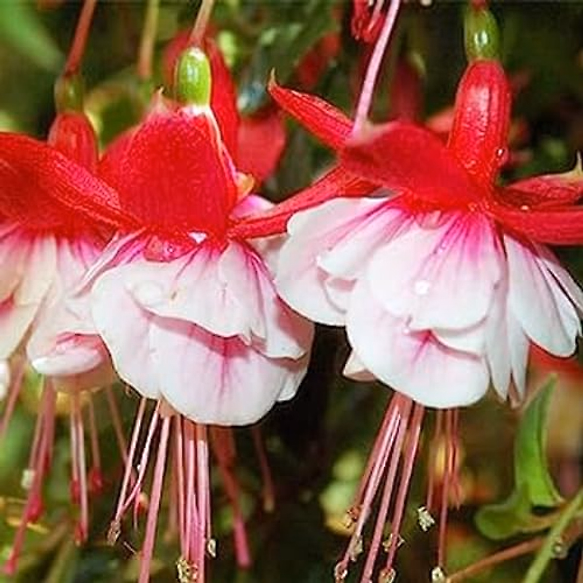 CHUXAY GARDEN Red Pink Fuchsia Seed 200 Seeds Heirloom Showy Accent Plant Exotic Charm Pendulous Bloom Lovely Native Wildflower Perfect for Hanging Basket and Containers Decor Garden