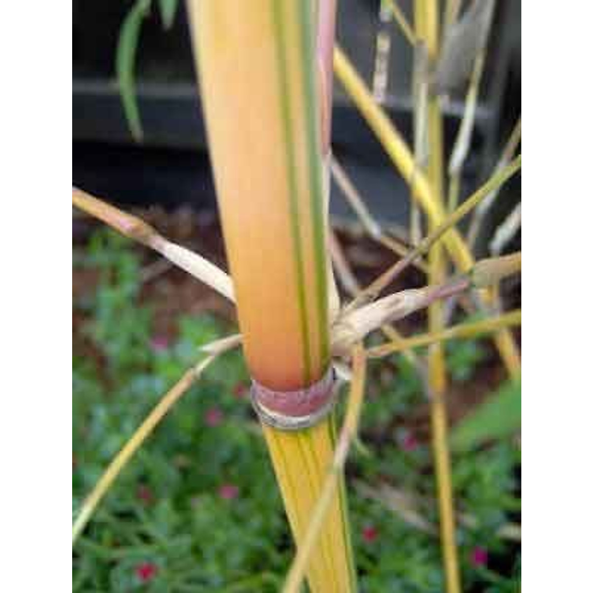 Bambusa Alphonse KARR / Golden Hedge Clumping Bamboo - Non-Invasive Variety 1 Gallon Size