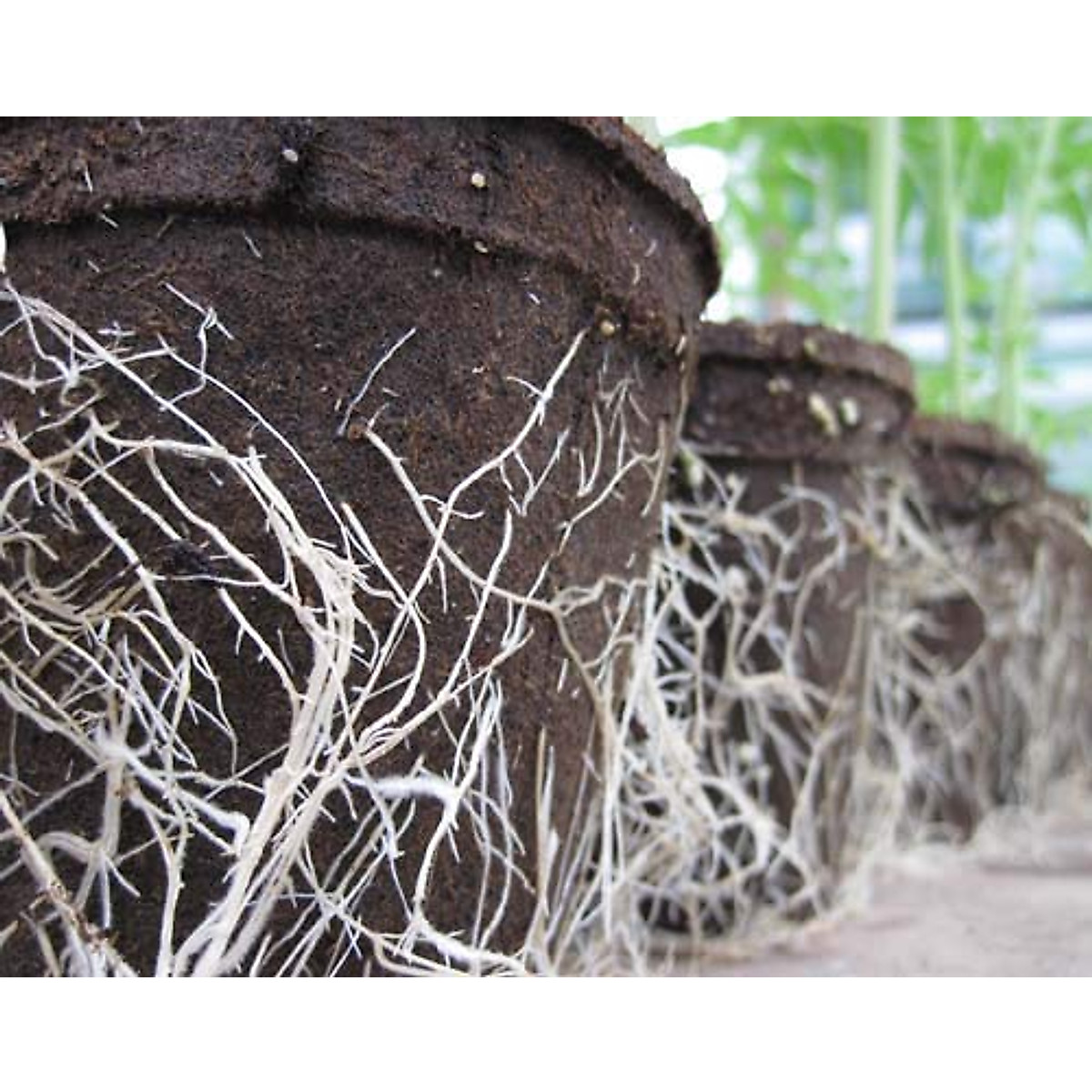 CowPots TV208926 3" Round Cow Pot Planter (12 Pack), 175mL