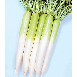 Radish Seeds - Miyashige Green Neck - 3 g Packet ~300 Seeds - Non-GMO, Heirloom - Asian Garden Vegetable & Microgreens