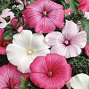 Rose Mallow Dwarf Mix Colored Flower Seeds for Planting, 100+ Seeds Per Packet, (Isla's Garden Seeds), Non GMO & Heirloom Seeds, Botanical Name: Lavatera Trimestris, Great Home Flower Garden Gift
