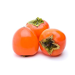 Date Plum Persimmon Fruit Tree, 30+ Tree Seeds, Exotic & Rare, 80% Germination, (Isla's Garden Seeds), Non GMO & Heirloom Seeds, Scientific Name: Diospyros Lotus