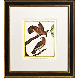 Plate 380: Gros-Becs, appelles' queue en eventail, de Virginie