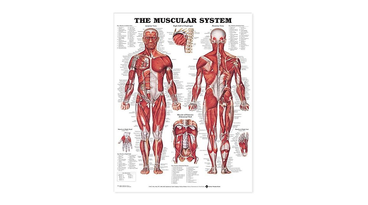 Muscular System Anatomical Chart Laminated for Medical & Educational Use