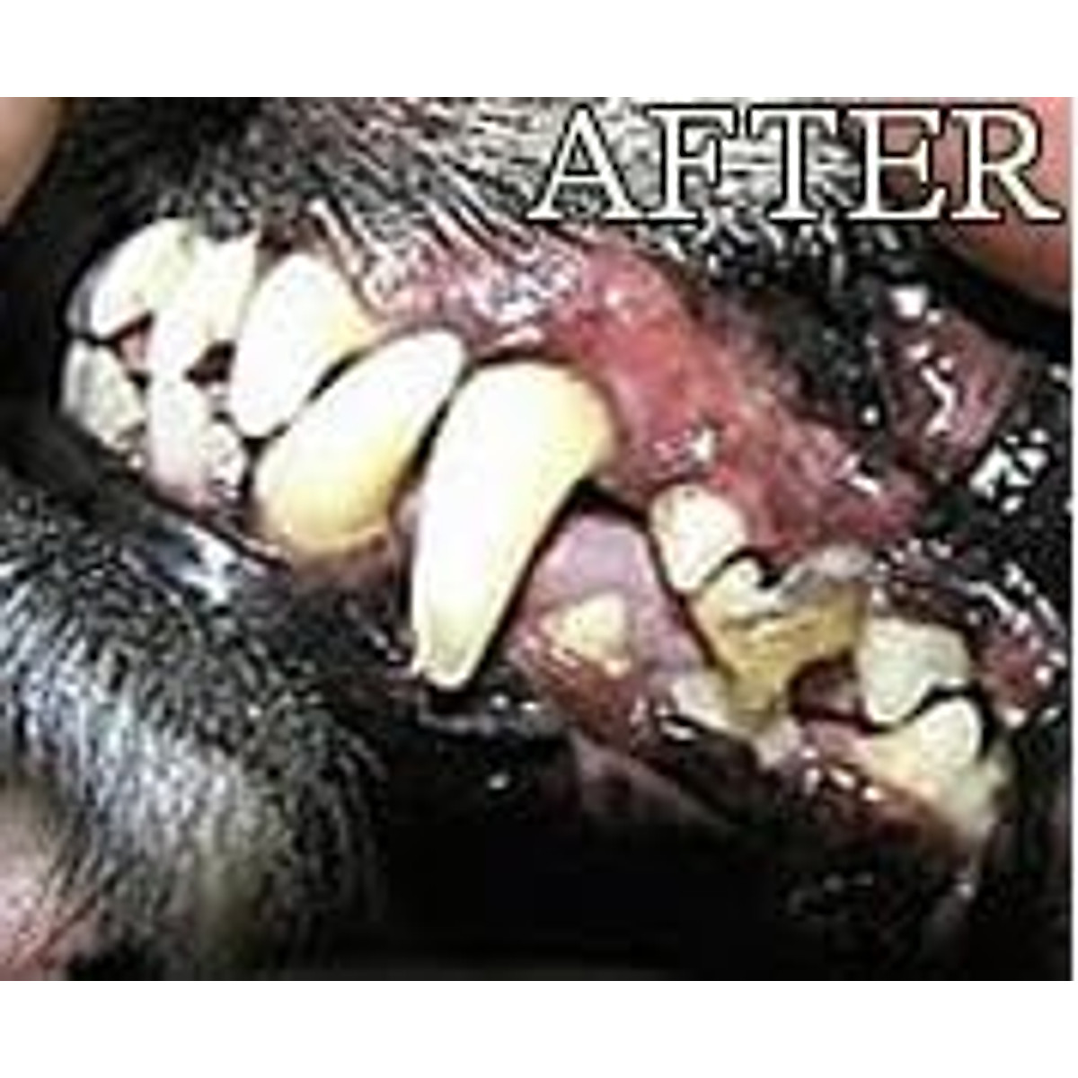 Plaque Attack Gel with Wild Salmon Oil. As Seen On TV Pet Dental, Don't Mess with Harsh Chemicals in Your pet's Food or Water, Simply Swipe on Teeth and Your pet's Teeth and Gums Will Improve.