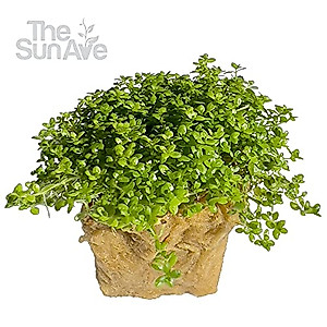 The Sun Ave Dwarf Baby Tears Hemianthus Callitrichoides HC Live Aquarium Plants Freshwater Fish Tank