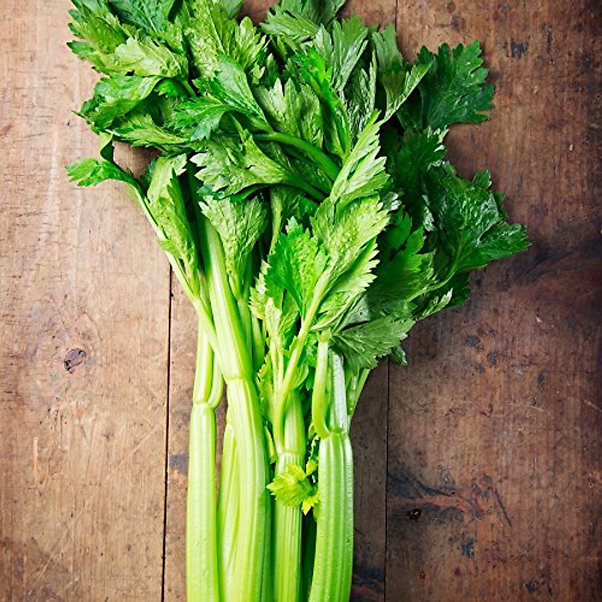 Gaea's Blessing Seeds - Celery Seeds - Tall Utah 52-70 Heirloom Non-GMO with Easy to Follow Instructions 89% Germination Rate Net Wt. 1.25g