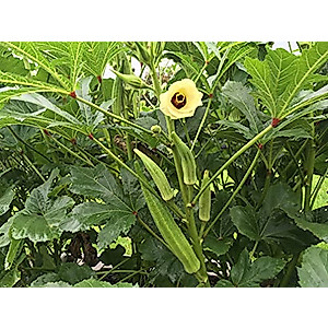 175 Clemson Spineless Okra Seeds for Planting. Non GMO 10 Grams of Seeds Garden Vegetable Bulk Survival