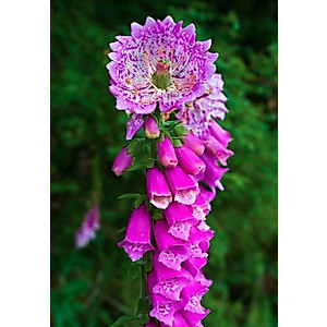 Foxglove Flower Seeds for Planting, 5500+ Heirloom Flower Seeds Per Packet, (Isla's Garden Seeds), Non GMO Seeds, Scientific Name: Digitalis