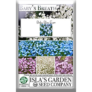 "Baby Blue Eyes" Baby's Breath Seeds for Planting, 1500+ Wildflower Seeds Per Packet, Non GMO Seeds, Scientific Name: Nemophila menziesii, Great Home Flower Garden Gift