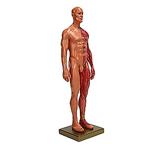 YUYTE Miniature Muscular System Model, 11.8 ” Human Muscles Anatomy Model Displaying Anatomical Model, Resin, Show Surface Muscles and Body Structure, Fitness Enthusiast