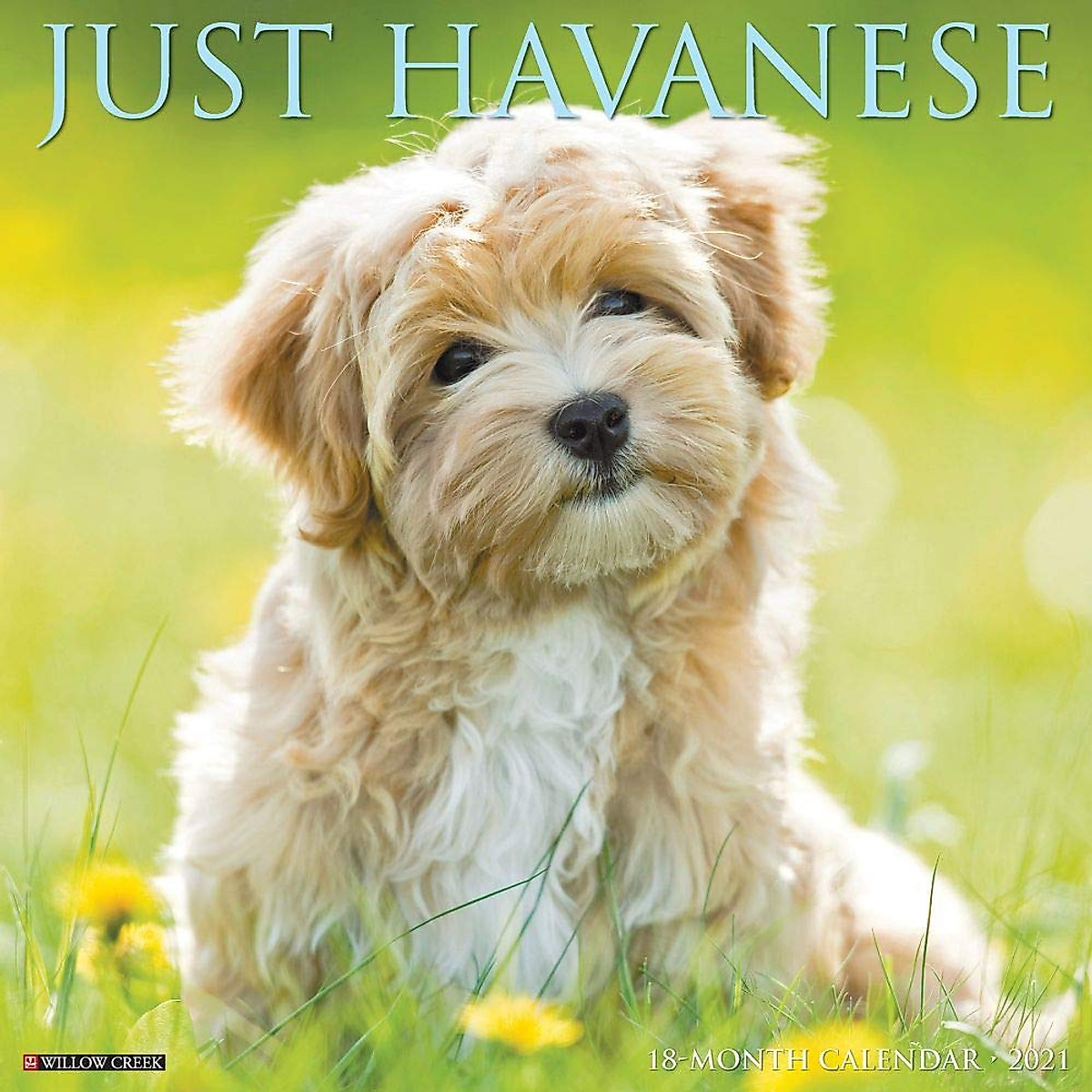 Just Havanese 2021 Wall Calendar (Dog Breed Calendar)