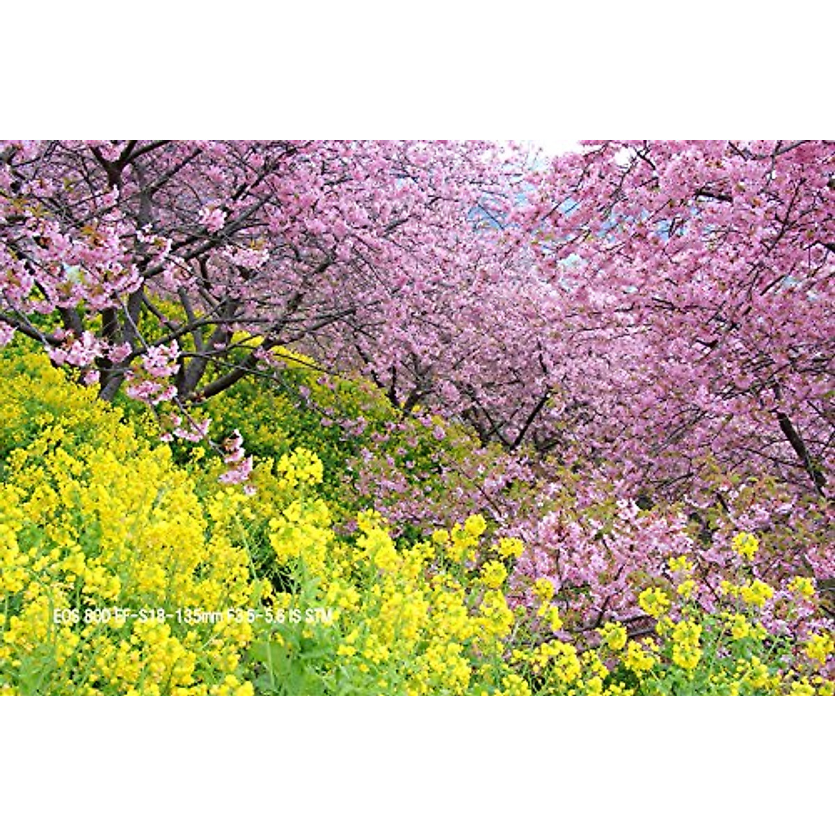 Canon EOS 80D lens kit EF-S18-135mm F3.5-5.6 IS USM--(Japan Import-No Warranty)