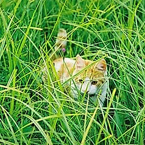 Dichmag Lemon Grass Seeds 1000+ Pcs - Non-GMO Lemongrass Seeds for Planting - US Seeds of Lemongrass Plants for Garden