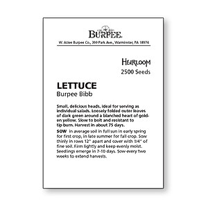 Burpee Burpee Bibb Lettuce Seeds 2500 seeds