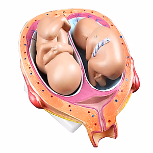 Jackson Global JS00073 Fetus Development Model | Set of 8 Models，14 Pieces in Total | Key Anatomical Features Labelled with Accompanying Key Card