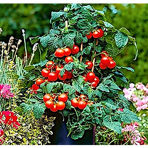 Dwarf Bush Tomatoes Seeds for Planting 25+ Seeds Indoor Vegetable Garden