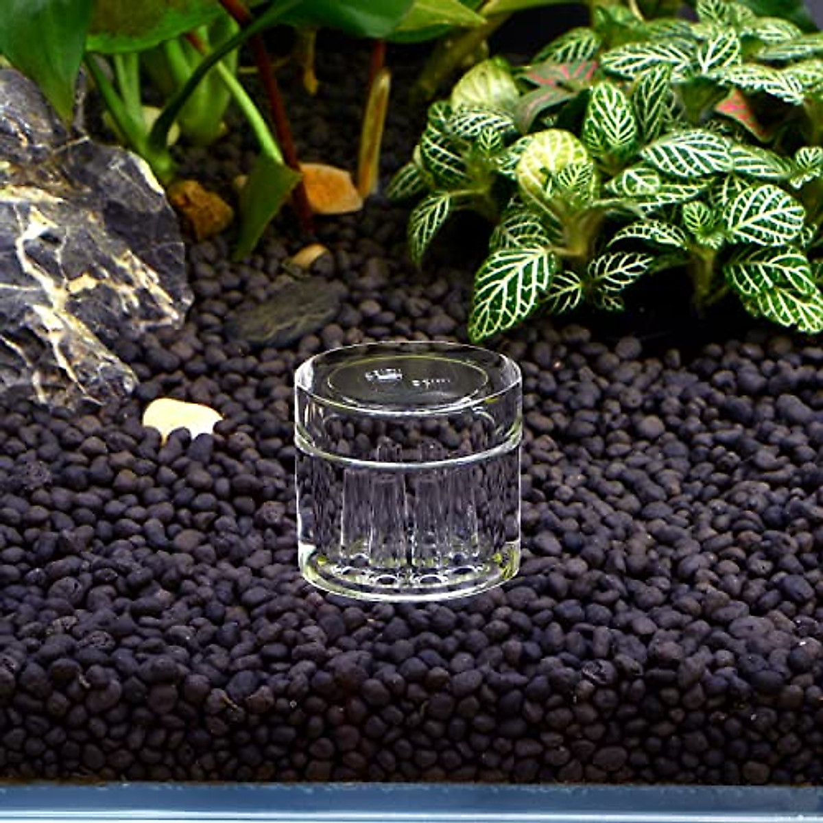 WEAVERBIRD Planaria Trap Catch Trap Leeches Catcher, Clear Glass Leech Trap Tube Catcher 2, 8 Holes for Cherry Shrimp Crystal Red Shrimp Dwarf Shrimp for Aquarium Fish Tank