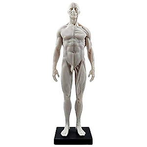 Human Body Musculoskeletal Anatomical Model for Study and Teaching (30CM2)