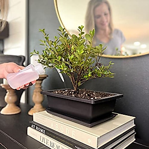 LIXXLY Bonsai Training Pots with Humidity Trays - Can be Used Indoors/Outdoors - Set of 4 Plastic Pots - Complete with Succulent Plant Water Bottle