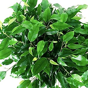 Ficus Benjamina Bonsai Weeping Fig Tree Benjamin Fig Ficus Tree Java Fig Chinese Banyan 20+ Seeds for Planting