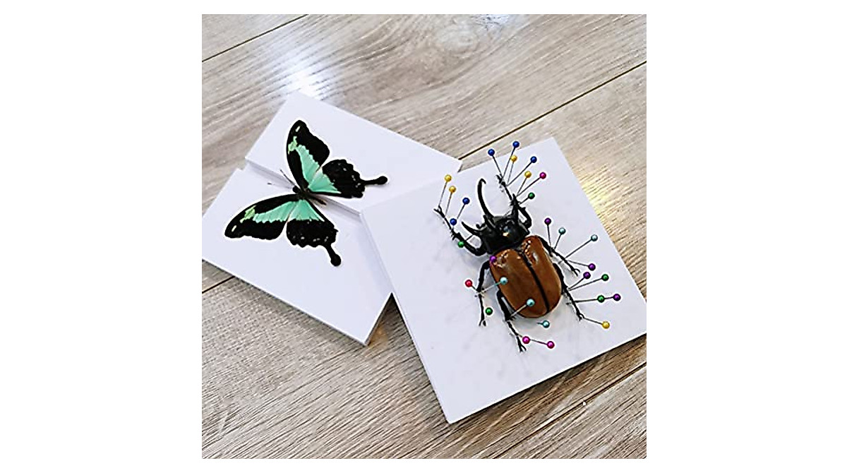iplusmile Insect Display Box for Science Education