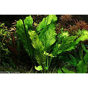 Discus-Warm Water Aquarium Plant Bundle