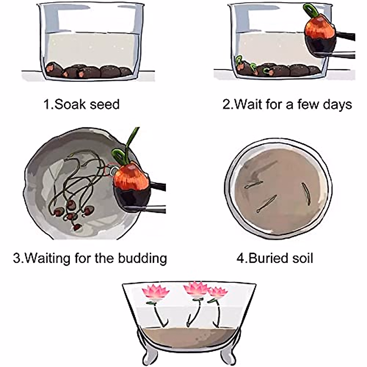 Mixed Bonsai Lotus Seeds Mixed Color Water Lily Flower Plant Fresh Garden Seeds,Finest Viable Aquatic Water Features Seeds (30 Pcs)