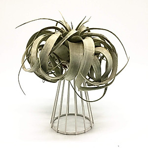 Mokylor Air Plant Tillandsia Base Large Holder Metal Indoor Tabletop Big Streptophylla Air Plant Stands Tillandsia Plant Racks Large Xerographica (White)