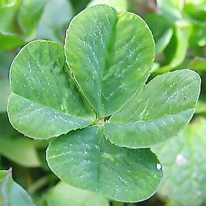 YEGAOL Garden 25Pcs Four Leaf Clover Seeds Ornamental Easy to Grow Ground Cover Indoor Outdoor Potted Garden Plant Grass Seeds