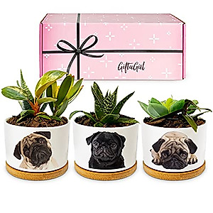 GIFTAGIRL Pug Gifts for Pug Lovers - Pretty Pug Decor our Pug Planter Sets are Perfect for Black or White Pug Lovers Who Love their Pug Stuff and Great for any Occasion - Arrive Beautifully Gift Boxed