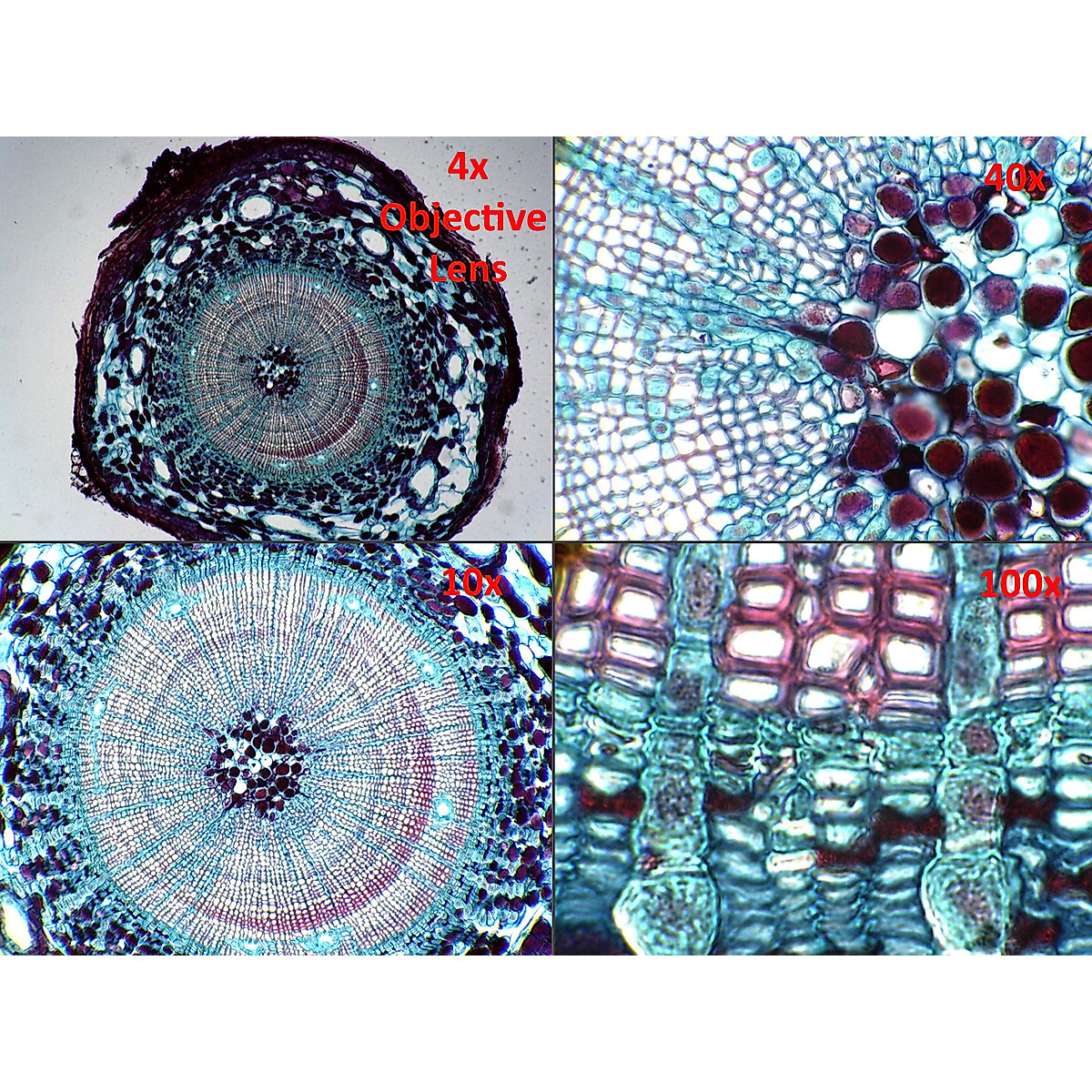 Dino-Lite USB Eyepiece Camera AM7025X – 5MP, Use on Traditional Microscope