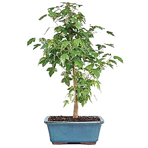 Brussel's Bonsai Live Trident Maple Outdoor Bonsai Tree 5 Years Old 8"-12" Tall with Decorative Container, Medium