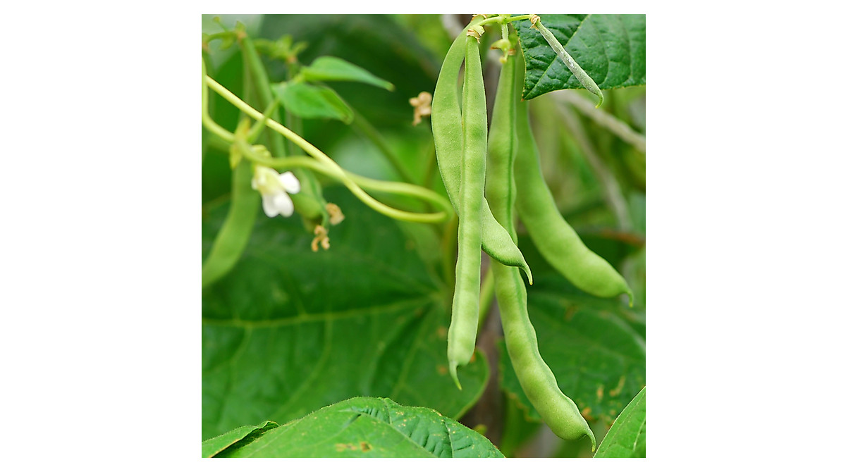Heirloom Organic Bush Bean Seeds - Blue Lake Variety
