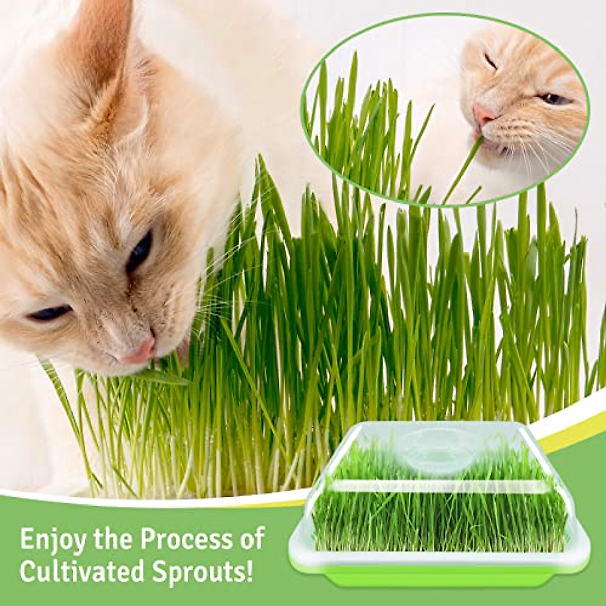 Legigo 5 Pack Seed Sprouter Trays with Lids- Soil-Free Cultivation Germination Tray, BPA Free Micro Greens Growing Trays Seed Sprouting Trays Kit with Germinating Paper for Wheatgrass, Beans and More