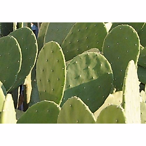 3 Pads Spineless Thornless Edible Nopales Prickly Pear Cactus Pads Opuntia Cacanapa Succulents Cutting Planting