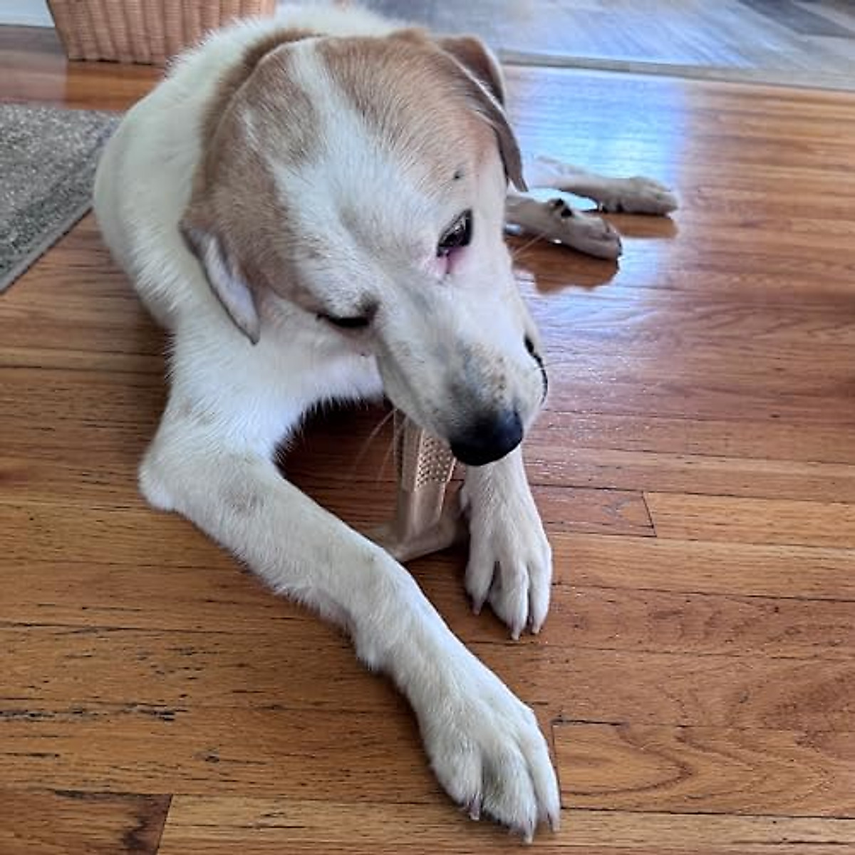 SPOT Bam-Bones Plus T Bone - Bamboo Fiber & Nylon, Durable Long Lasting Dog Chew for Aggressive Chewers – Great Toy for Adult Dogs & Teething Puppies Under 90lbs, Non-Splintering, 7in Chicken Flavor