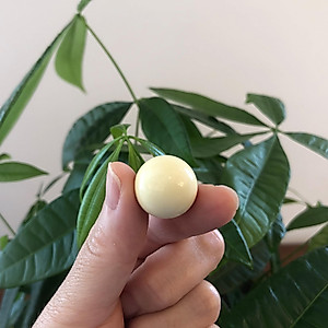 YH Poker Roulette Wheel Replacement Balls Pills - 2pcs 15mm Small Casino Roulette Ball,Great Accessories for Roulette Table Game Set