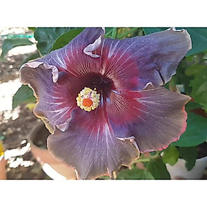 Lioder 20PCS Rare Black Pink Purple Hibiscus Seeds"Black Rainbow" Giant Flower Tropical Seeds Hibiscus Tree Seeds for Flower Potted Plants