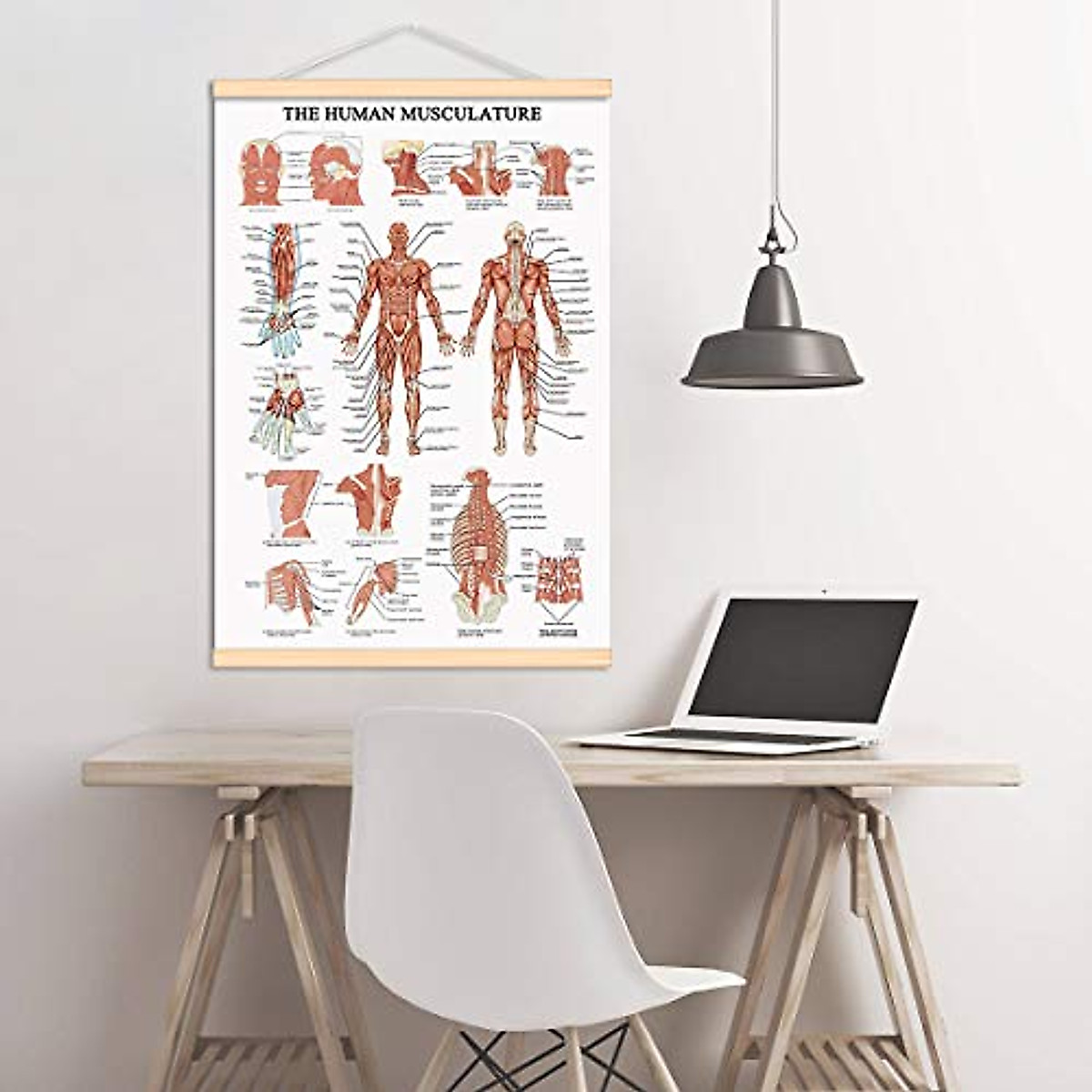 WEROUTE The Human Muscular System Chart Hanging Scroll Frame Canvas Print Human Anatomical Poster (16.5 x25)