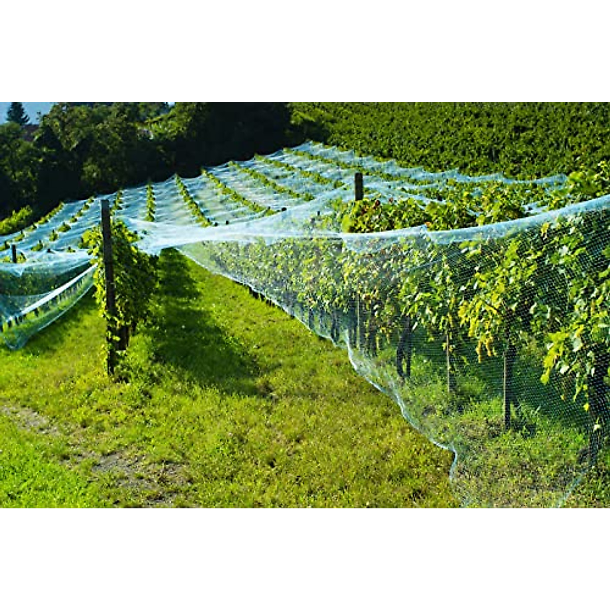 CandyHome Bird Netting for Garden,13Ft x 33Ft Reusable Garden Netting Plants Barrier, Plant Netting Mesh Net Protect Fruit Trees Seedlings Plants from Birds, Squirrels, Cicadas,Rodents