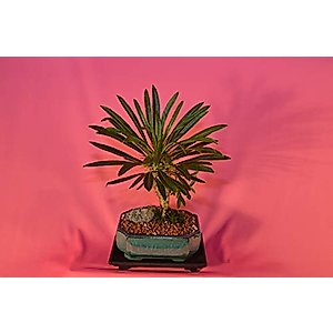 Indoor Bonsai, MADAGASCAR PALM, 6 Years Old, Flowers, Broom Style.