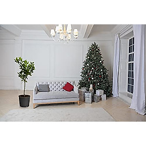 Brighter Blooms - Calamondin Orange Tree, 3-4 Ft. - Indoor/Outdoor Patio Citrus Trees, Ready to Give Fruit - Cannot Ship to FL, CA, TX, LA, OR, AL, and AZ