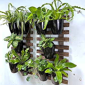 LaLaGreen Wall Planters for Indoor Plants - 10 Pack, 5 Inch Black Self Watering Wall Planter, Eco Wall Mounted Planters System Living Hanging Wall Pots Holder Trendy Live Wall Garden Indoor for Herb