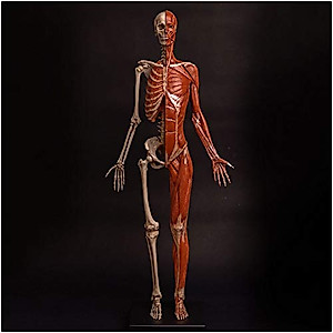 Female Anatomy Figure Painting Model - Medical Anatomical Human Muscle Bone and Skin Model - Human Skull Head Body Muscle Bone Sculpture Model - for Drawing Study