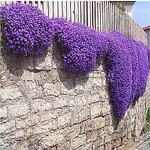 200pcs Creeping Thyme Bonsai, Rare Color Rock CRESS Plant Perennial Ground Cover Flower Natural Growth for Home Garden - (Color: Colour Mix)